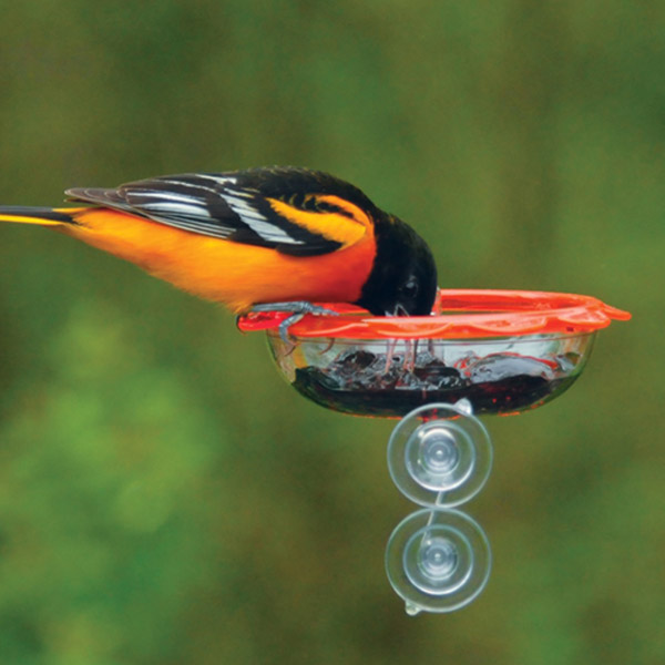 BO's Marmalade Window Oriole Feeder